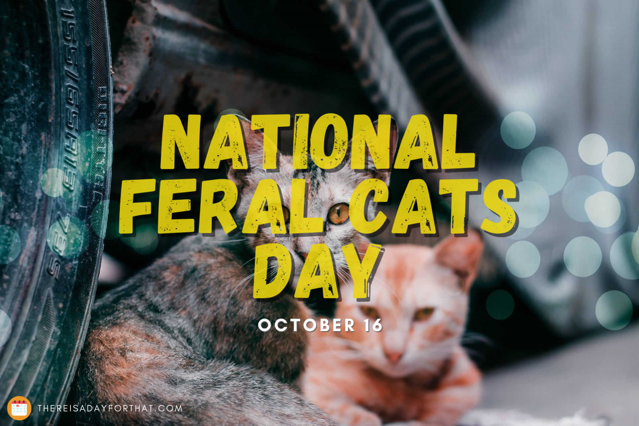 National Feral Cat Day 5 Reasons Feral Cat Day Shouldn't Freak You Out