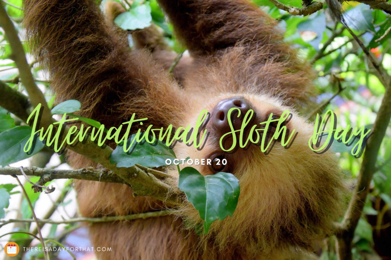 National Sloth Day International Sloth Day 2024: Embracing A Slower